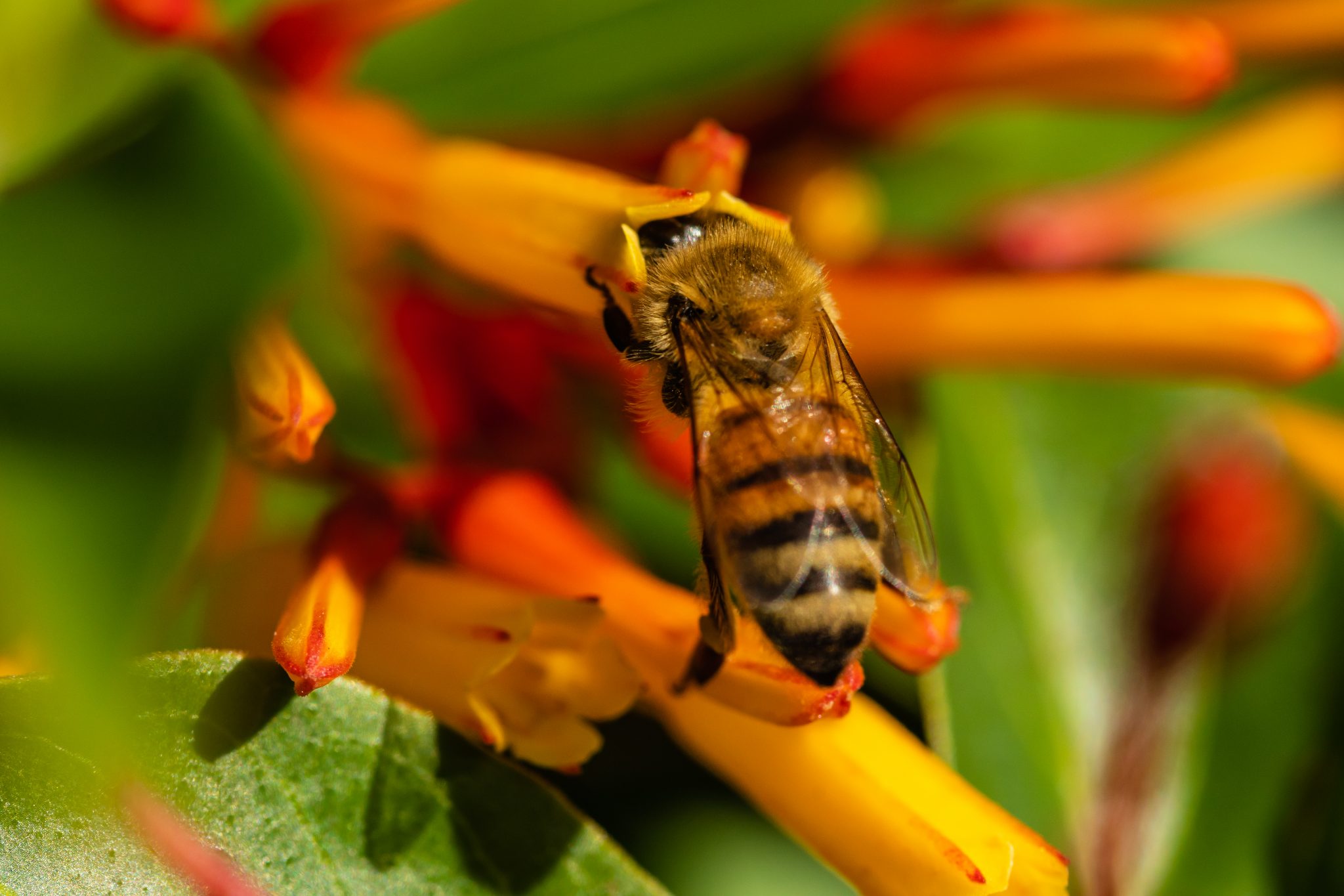 What Is Poisonous Honey? | How It's Produced & Its History